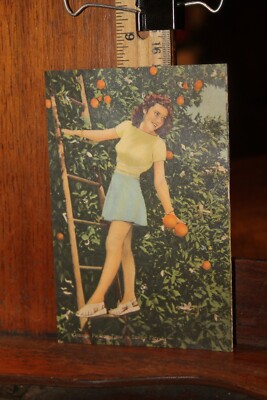 Vintage Postcard Florida Double Sided Pretty Girl Picking Oranges & Braham Bull | eBay