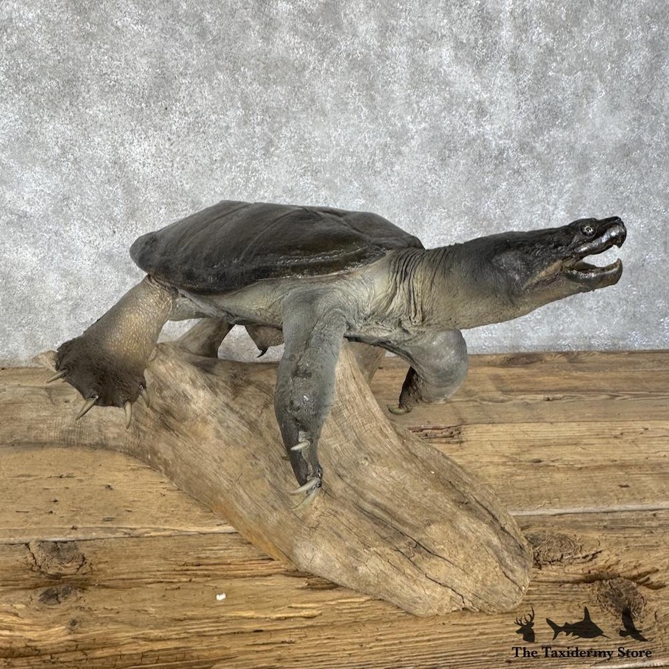 #30281 WC | Common Snapping Turtle Taxidermy Mount For Sale | eBay