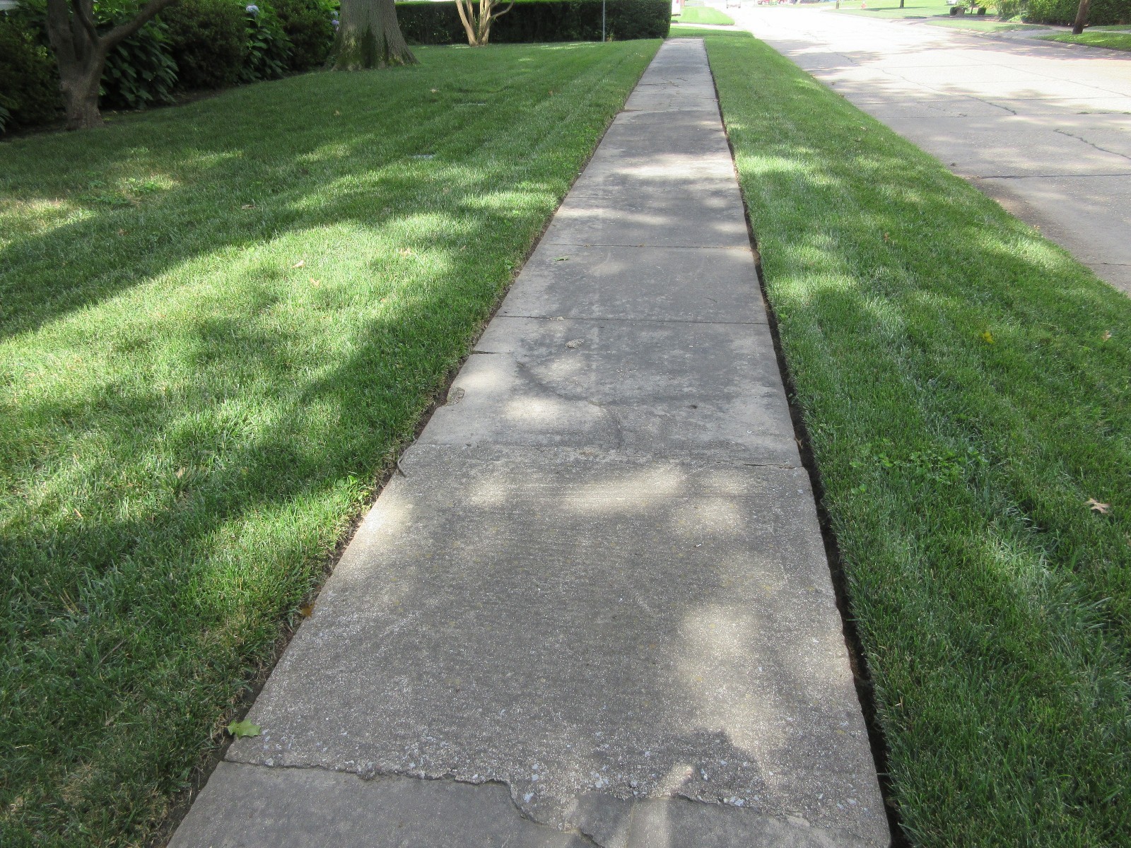 NEW FALCON IV TURF TYPE FESCUE GRASS SEED SUN OR SHADE #1 RATED GRASS ...