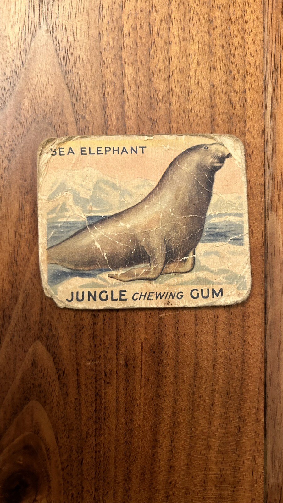 Jungle Chewing Gum card #61 Sea Elephant, World Wide Gum Company | eBay