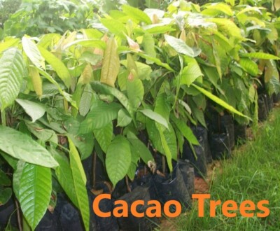 Cacao Tree, Organically grown, Aprox. 18" tall well established tree | eBay
