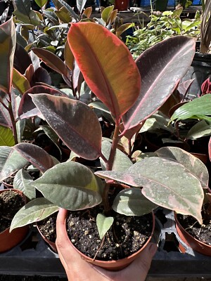 Ruby Rubber Tree Plant Ficus elastica 4”Pot | Indoor and Outdoor Live ...