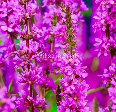 200x Purple Loosestrife Perennial Lythrum Pond Plant - Flower Seeds | eBay