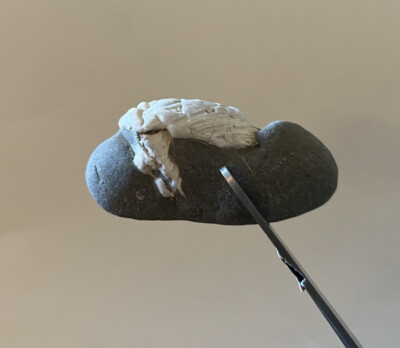 Calcite Fossilzed Fossil Clam Shell Rock Stone Pacific Ocean EE6 | eBay