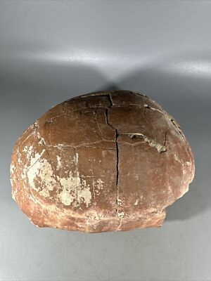 Large Real Fossilized Turtle Tortoise Shell Fossil Dinosaur Bone ...