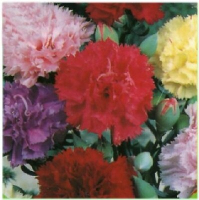 CARNATION 'Dwarf Fragrance Mixed' x 6 Medium Plug Plants - Half Hardy ...