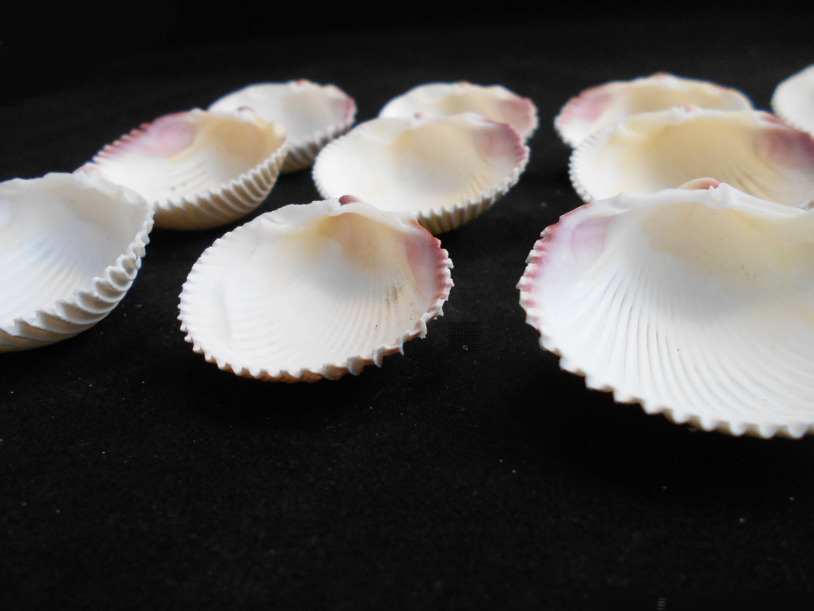 24 Beautiful Rose Cockle Shells 1-2" Beach Wedding Crafts Nautical ...