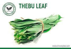 Ceylon Natural Insulin Tea/Canereed Igneus/Organic Thebu Leave-Costus ...