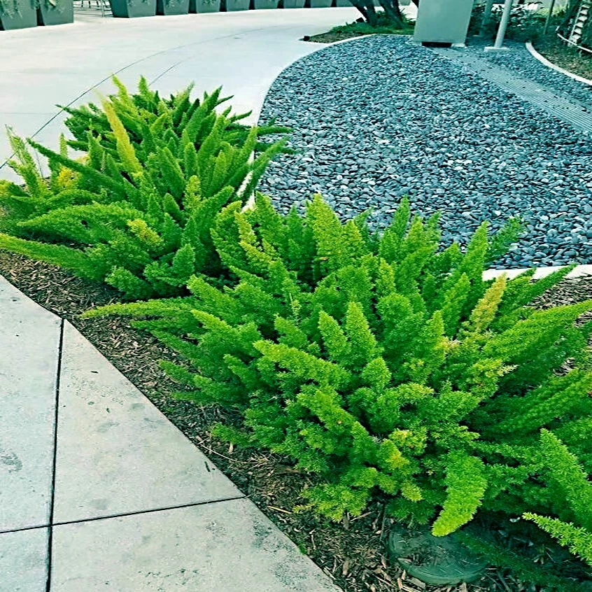 Foxtail Fern Border