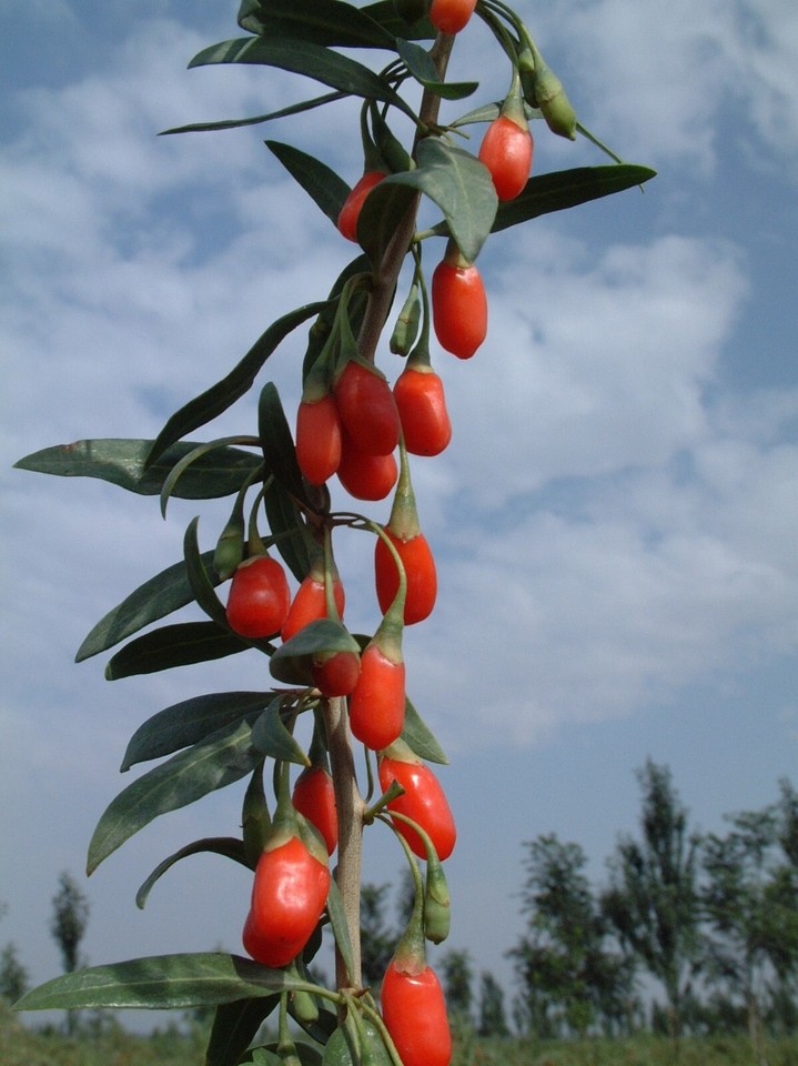 SEEDS- Goji Berry, Shanghai Express Red or Black Wolfberry Lycium ...