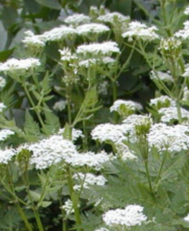 Sweet Cicely Seeds. | Grelly UK