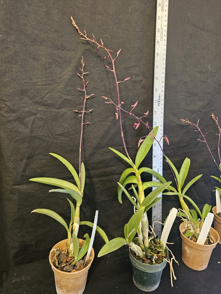 Dendrobium Tiny Twister blooming size compact Antelope Dendroboum ...