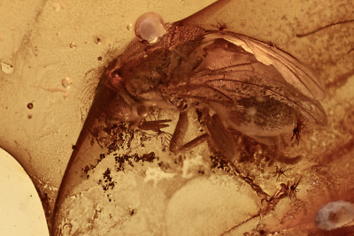 GRASS FLY Acalyptratae CHLOROPIDAE Fossil Genuine BALTIC AMBER + HQ Pic ...