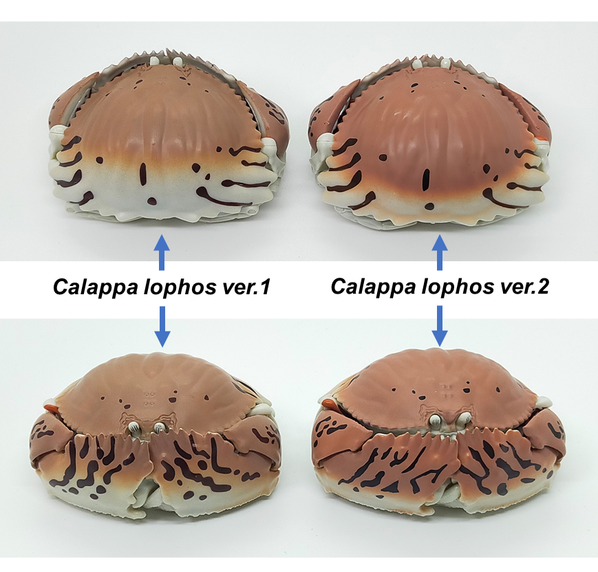 Bandai Japan Gashapon Figure Calappa Lophos Shame-faced Box Crab from ...