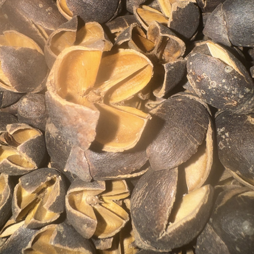 75x Bakuli Pods Blackwater Dried Botanical for Cory Shrimp Betta Tetra ...