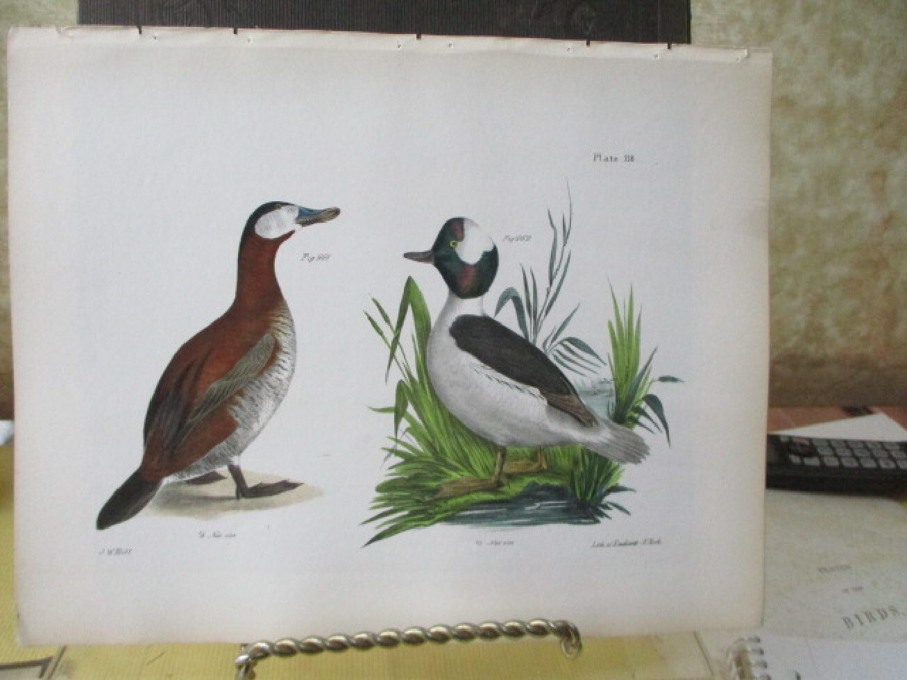 Vintage Print,NY Nat'l.Hist.,Birds,1844, BUFFLEHEAD DUCK; RUDDY DUCK ...