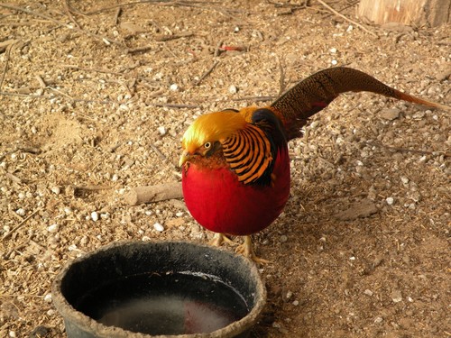 10+ FERTILE RED GOLDEN PHEASANT HATCHING EGGS. | eBay