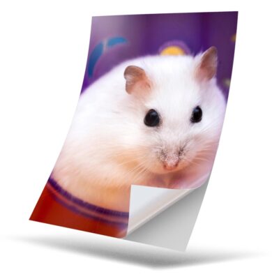 1 x Vinyl Sticker A4 - Cute Hamster Mouse Mice Rat #2120 | eBay