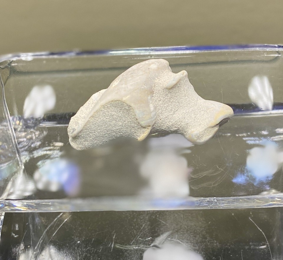 LARGE 100 Carat Opalized Fossil Clam Shells In Matrix! All Natural ...