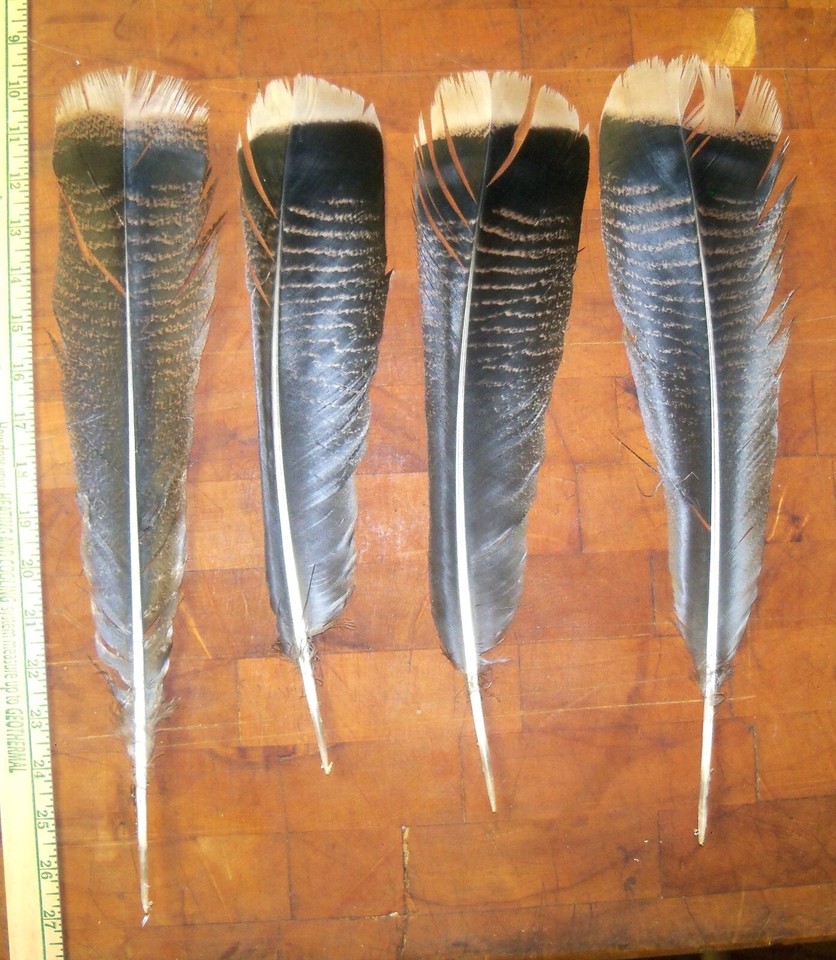 WILD TURKEY 4 MERRIAM PRIMARY TAIL FEATHERS Arts Craft Arrow Prayer Fan ...
