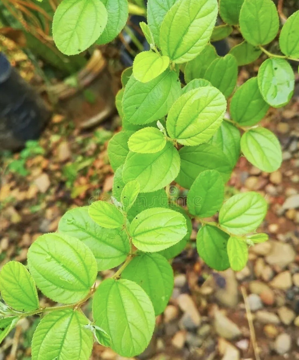 Lote Tree Leaves