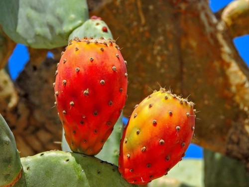 10 Seeds Orange PRICKLY PEAR CACTUS Nopal Indian Fig Opuntia Ficus ...