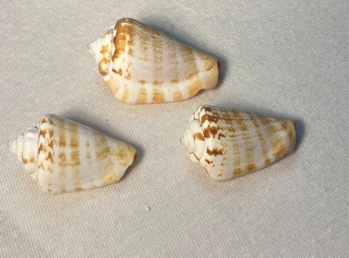 Strawberry/Tiger Conch Shells 2"L to 2 3/4"L Conomurex luhuanus The ...