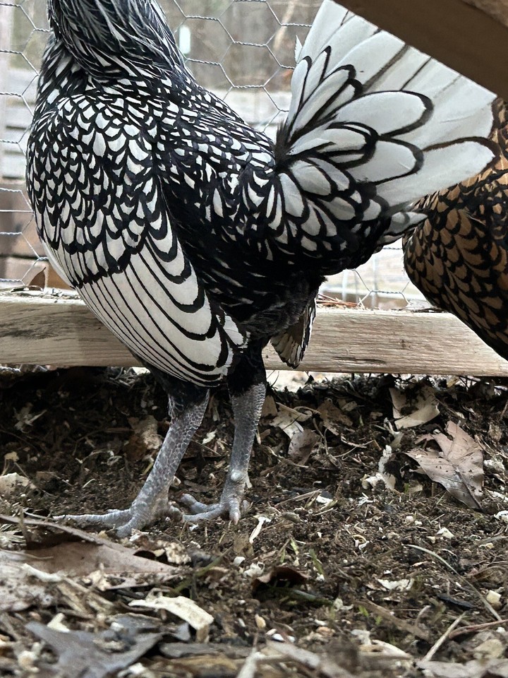 6+ Silver Sebright Bantam Hatching Eggs | eBay