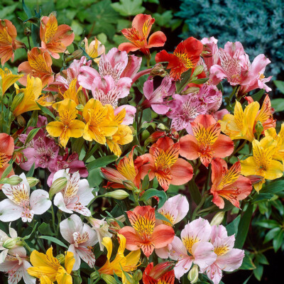 Alstroemeria Seeds Flowers Garden Plants 'Ligtu Hybrids' 1 Packet 35 ...