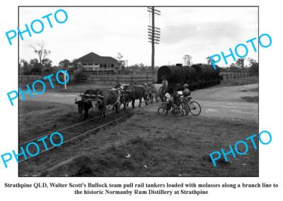 OLD LARGE PHOTO STRATHPINE QLD BULLOCK TEAM PULLING RAIL TANKER c1930 ...