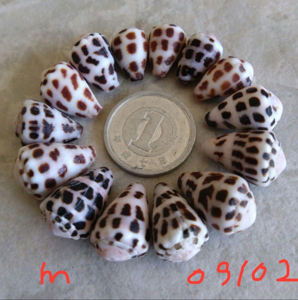 Hebrew cones from japan Art Craft Shells of Okinawa | eBay