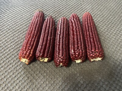 500+ Heirloom Jimmy Red Dent Corn For Seed | eBay