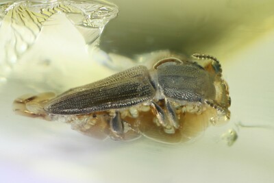 Rare Silvanid Flat Bark Beetle Silvanidae Ukrainian Rovno amber #10172R ...