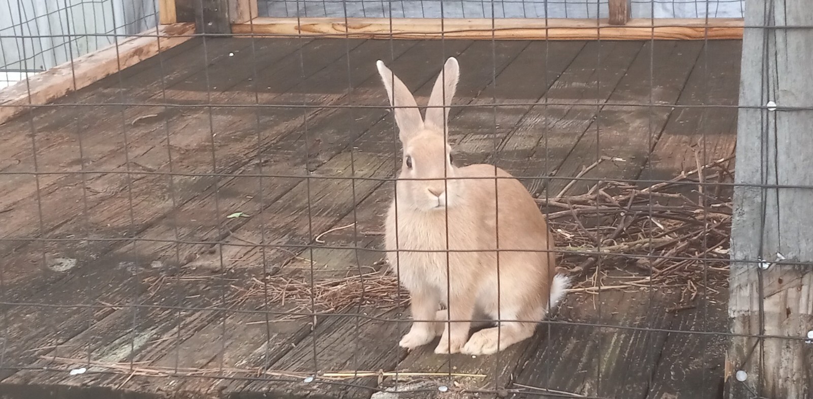 Bunny Honey - Rabbit Manure fertilizer (10 pounds) - ORGANIC! | eBay