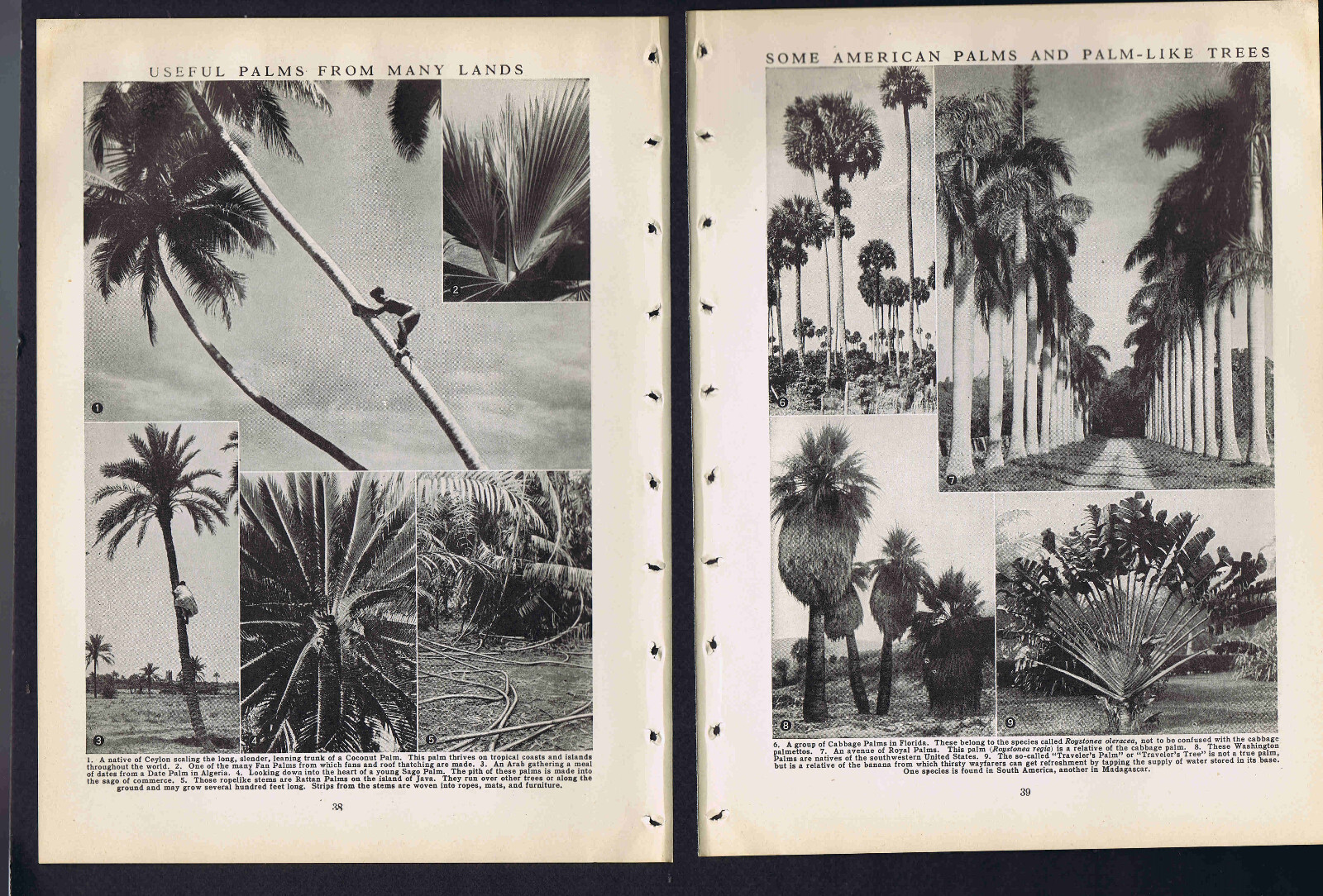 PALM TREES, Date-Fan-Coconut-Royal, in Ceylon, Algeria, Florida- 1947 ...