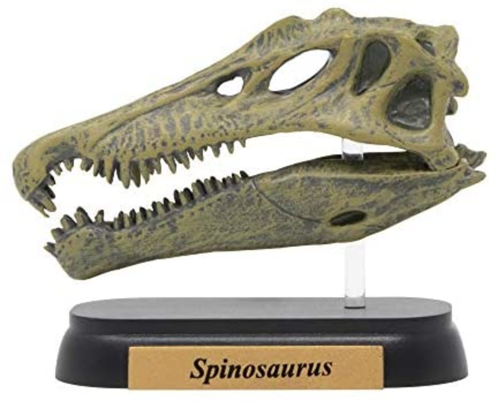 Spinosaurus Skull