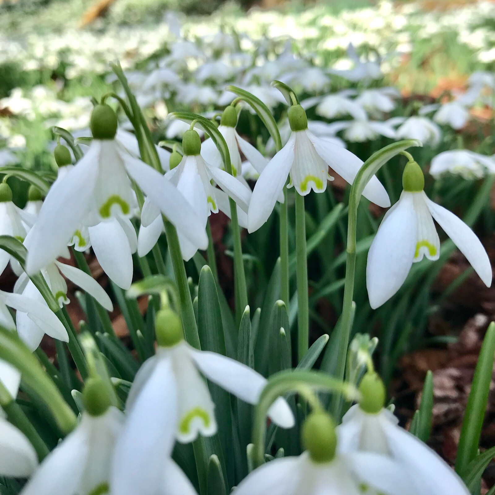 ⭐️SINGLE SNOWDROP BULBS IN THE GREEN⭐️ Galanthus Nivalis spring ...