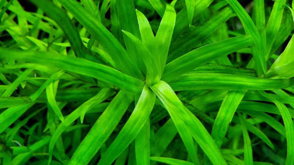 Heteranthera Zosterifolia, Stargrass +EXTRA, No Snail, No Algae | eBay