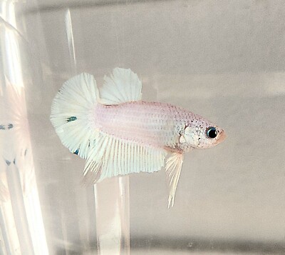 live betta fish Celestial hmpk,USA | eBay