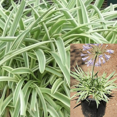 Agapanthus Tinkerbell 1 Gallon African Lily Tinkerbell White And Green ...