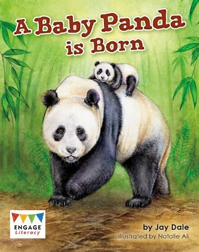 Jay Dale A Baby Panda is Born (Poche) Engage Literacy White ...