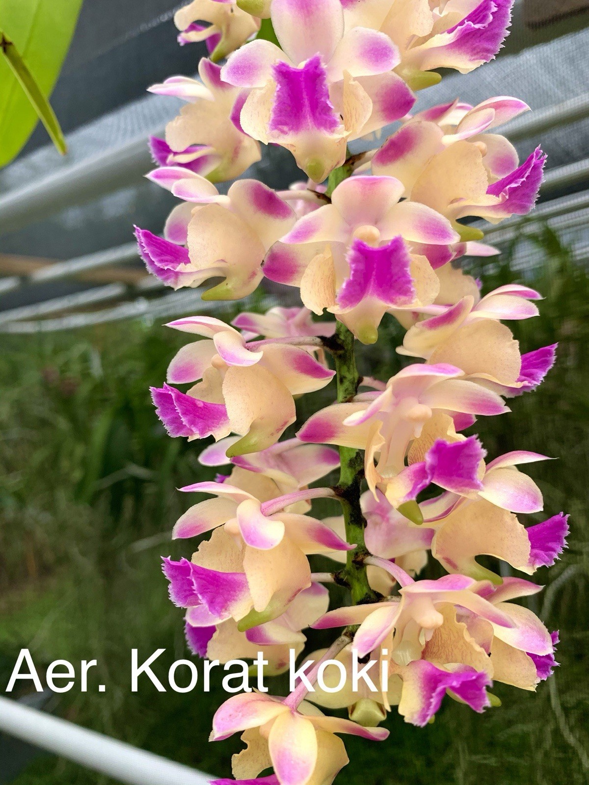 Set Of 2 Aerides , Lawrencea And Korat Koki , Fragrant Vanda | eBay