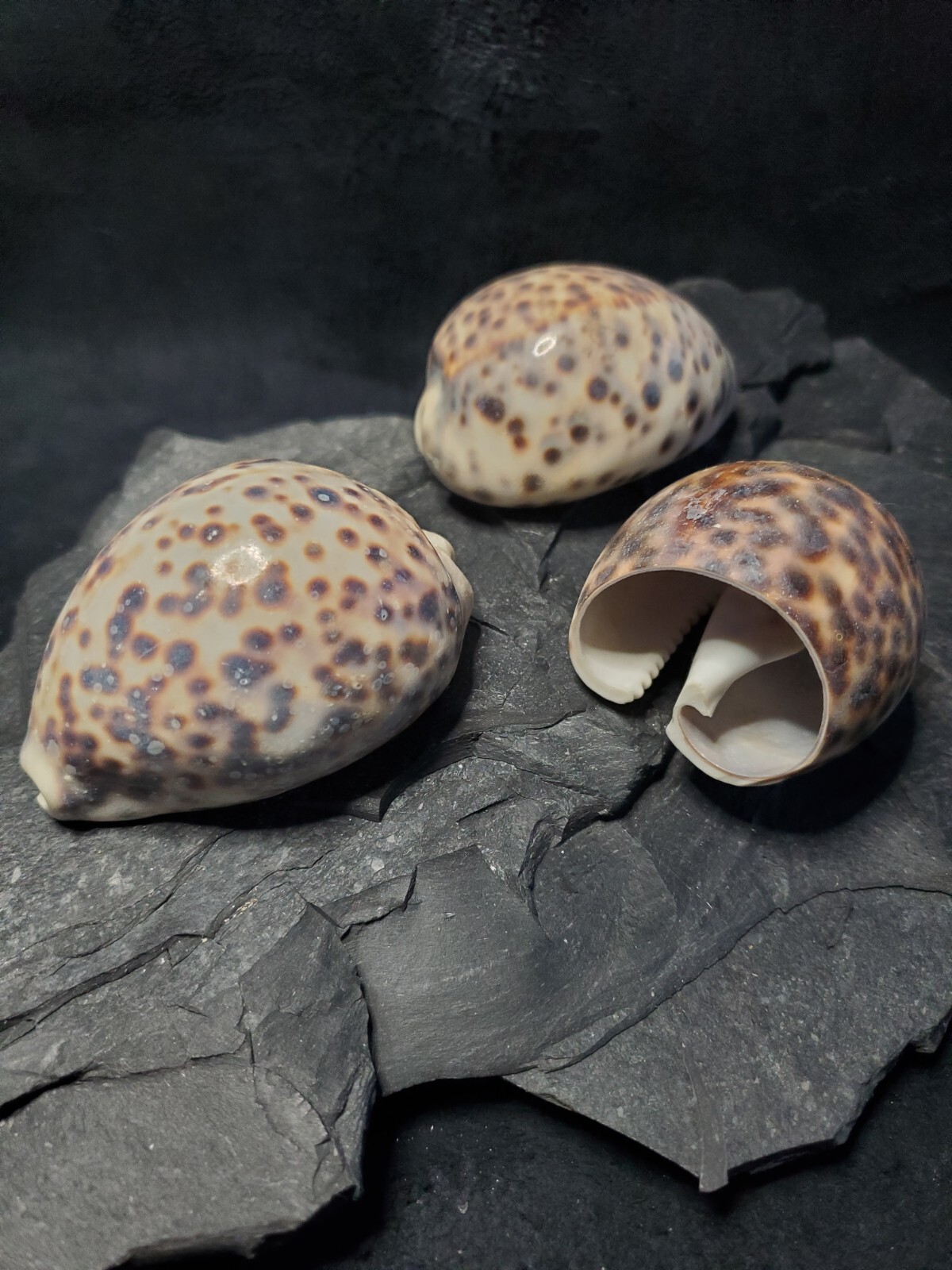 Lot Of 3 Leopard Cowrie Shells 2¾-3"(one Is Sliced) GB-8 | eBay