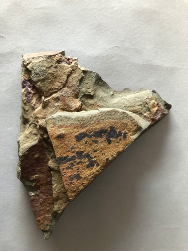 Rare Ordovician Fossil Sponge - Pirania auraeum | eBay