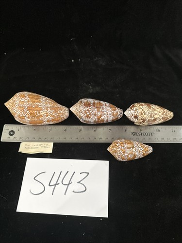 Conus Textile Lot Of 4 2.5”-4” Taiwan (S443) | eBay