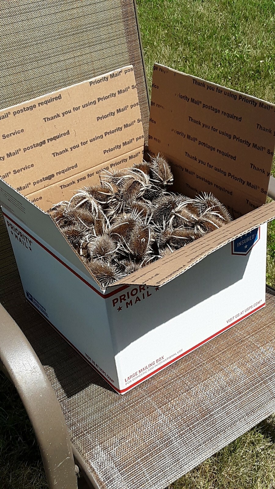 Large listing for Lot 100+ DRIED TEASEL THISTLE HEADS Floral Crafts ...