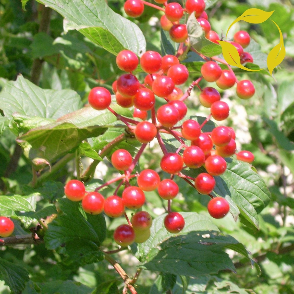 Viburnum Trilobum High Bush Cranberry