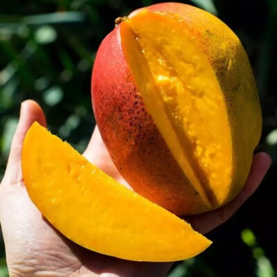 Haden Mango Grafted Plant Fruit Tree Tropical Tell 20 inchs | eBay