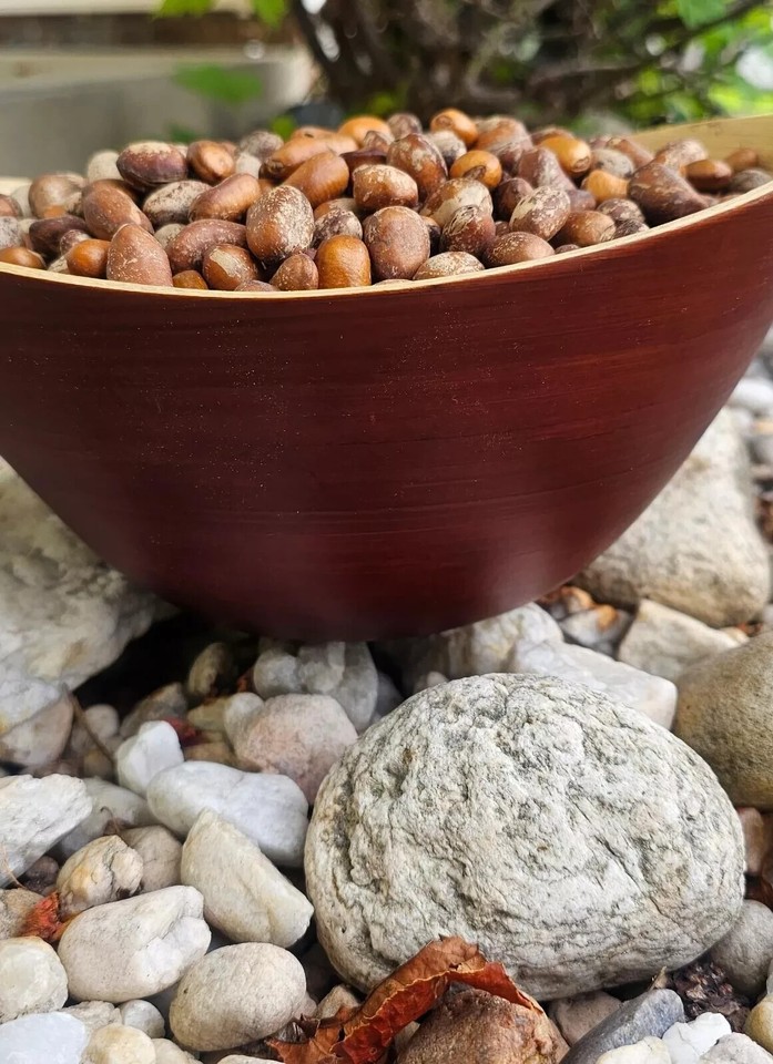 ORGANIC AFRICAN NUTMEG, EHURU, CALABASH NUTMEG, EHIRI, EFURE, MONODORA ...