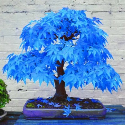 20 Seeds Japanese Maple Tree sky blue bonsai rare plant for home Garden ...